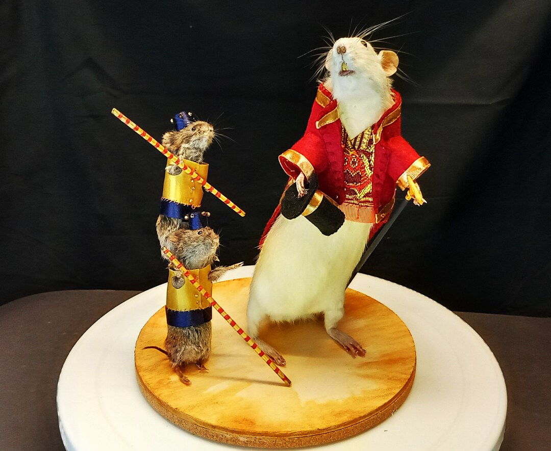 Taxidermy Circus, Ring Master Rat With Two Vole Acrobats, Dressed in ...