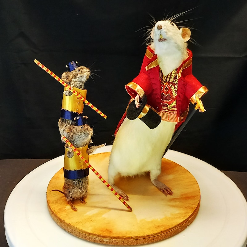 Taxidermy Rat - Etsy