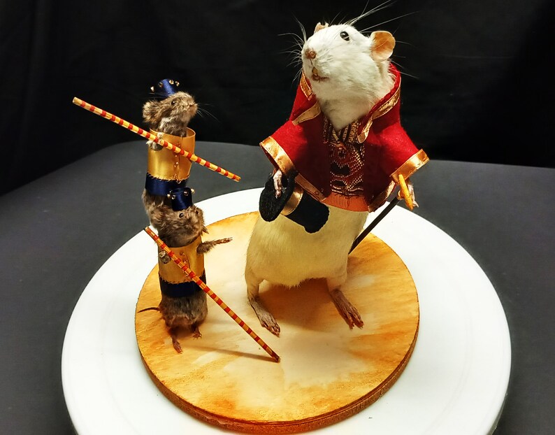 Taxidermy Circus, Ring Master Rat With Two Vole Acrobats, Dressed in ...
