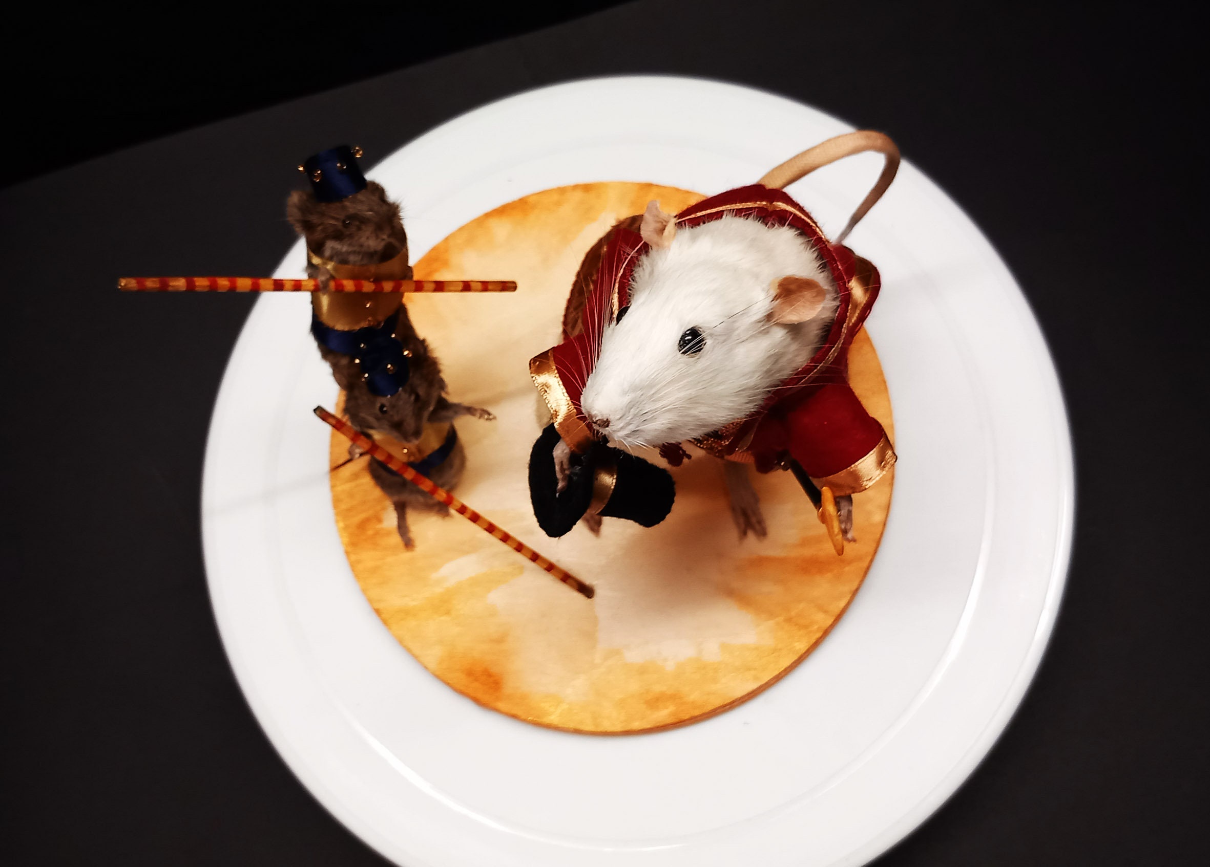 Taxidermy Circus Ring Master Rat With Two Vole Acrobats - Etsy