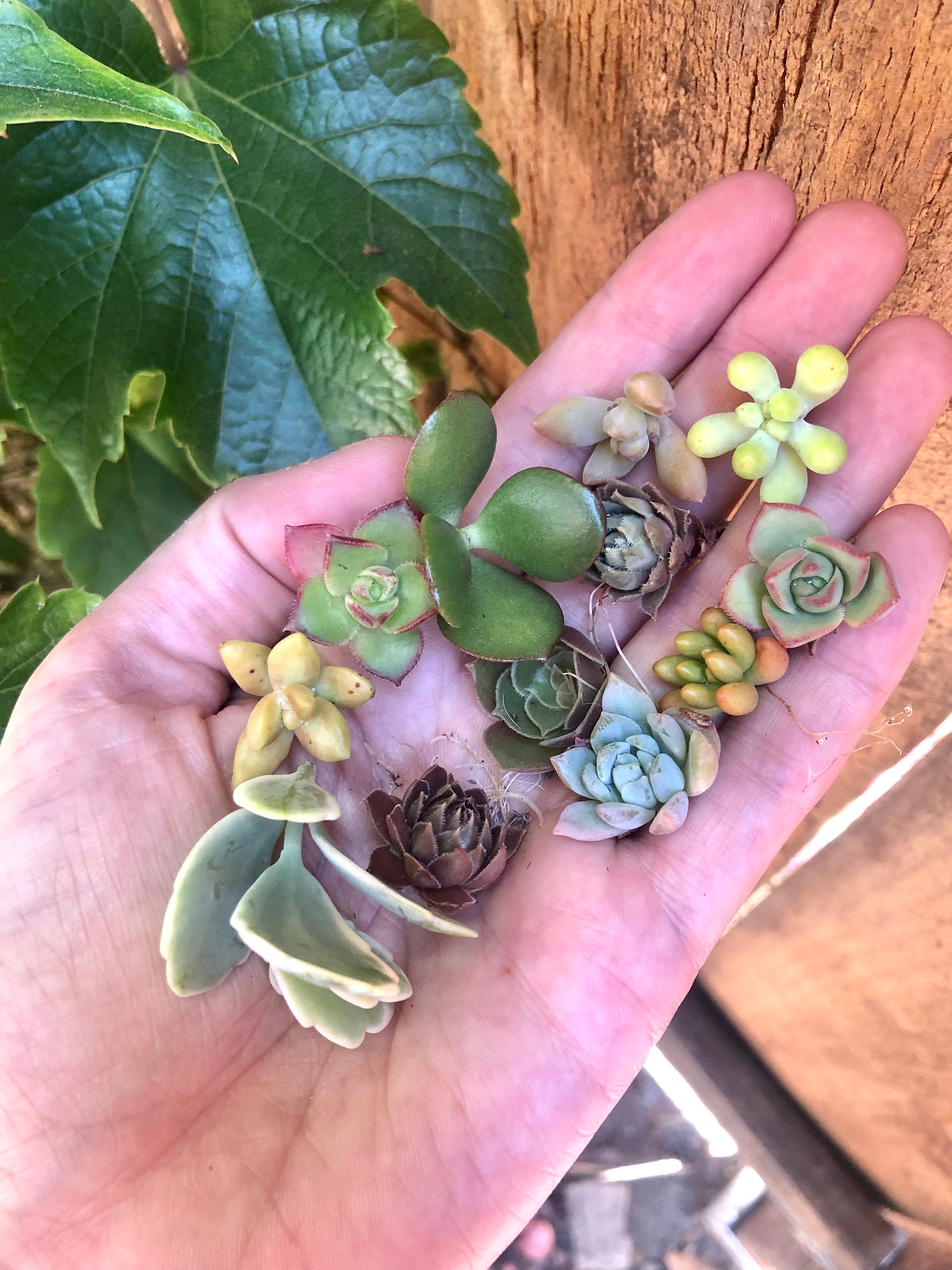 Baby Succulents, Micro Succulents, Succulent Cuttings, Mini Succulents ...