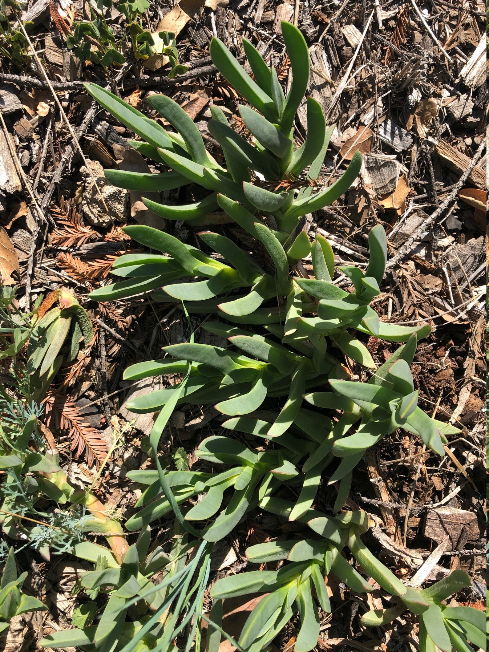 Ice Plant Succulent Flower, Succulent Ground Cover, Pink Ice Plant ...