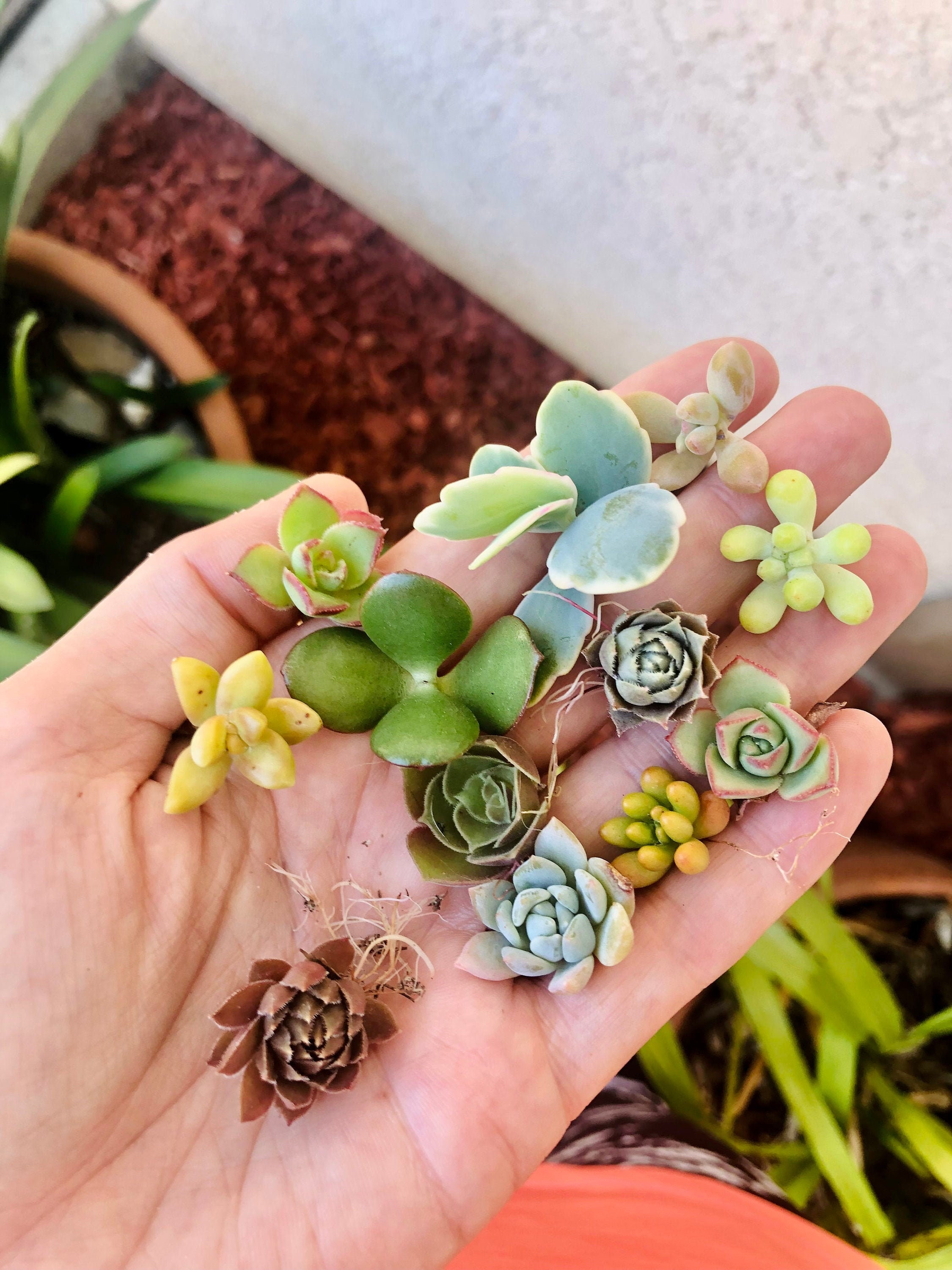 Baby Succulents Micro Succulents Succulent Cuttings Mini | Etsy