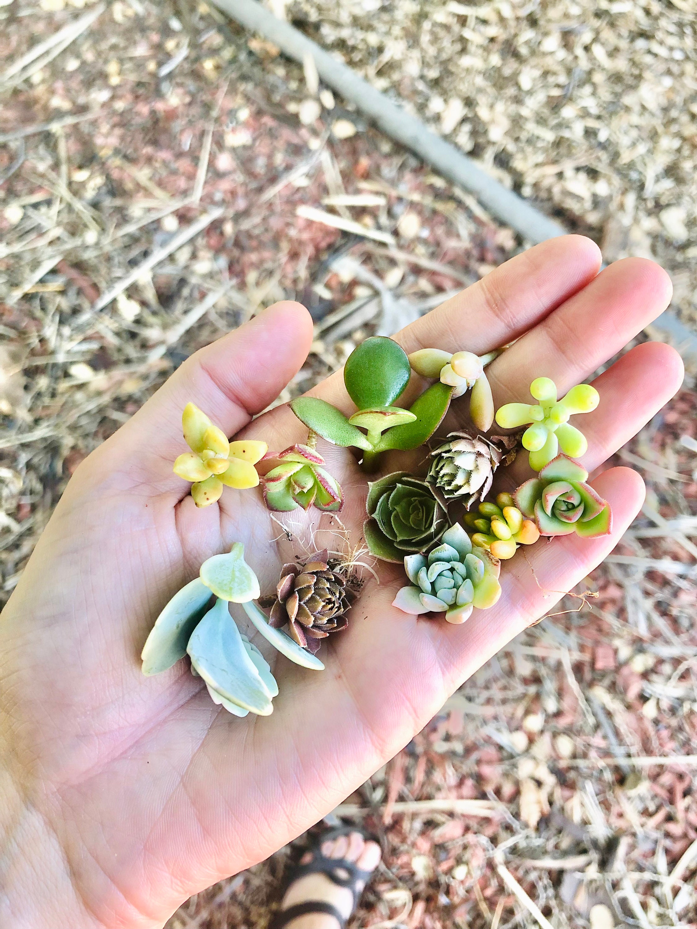 Baby Succulents, Micro Succulents, Succulent Cuttings, Mini Succulents, Succulent Starters ...