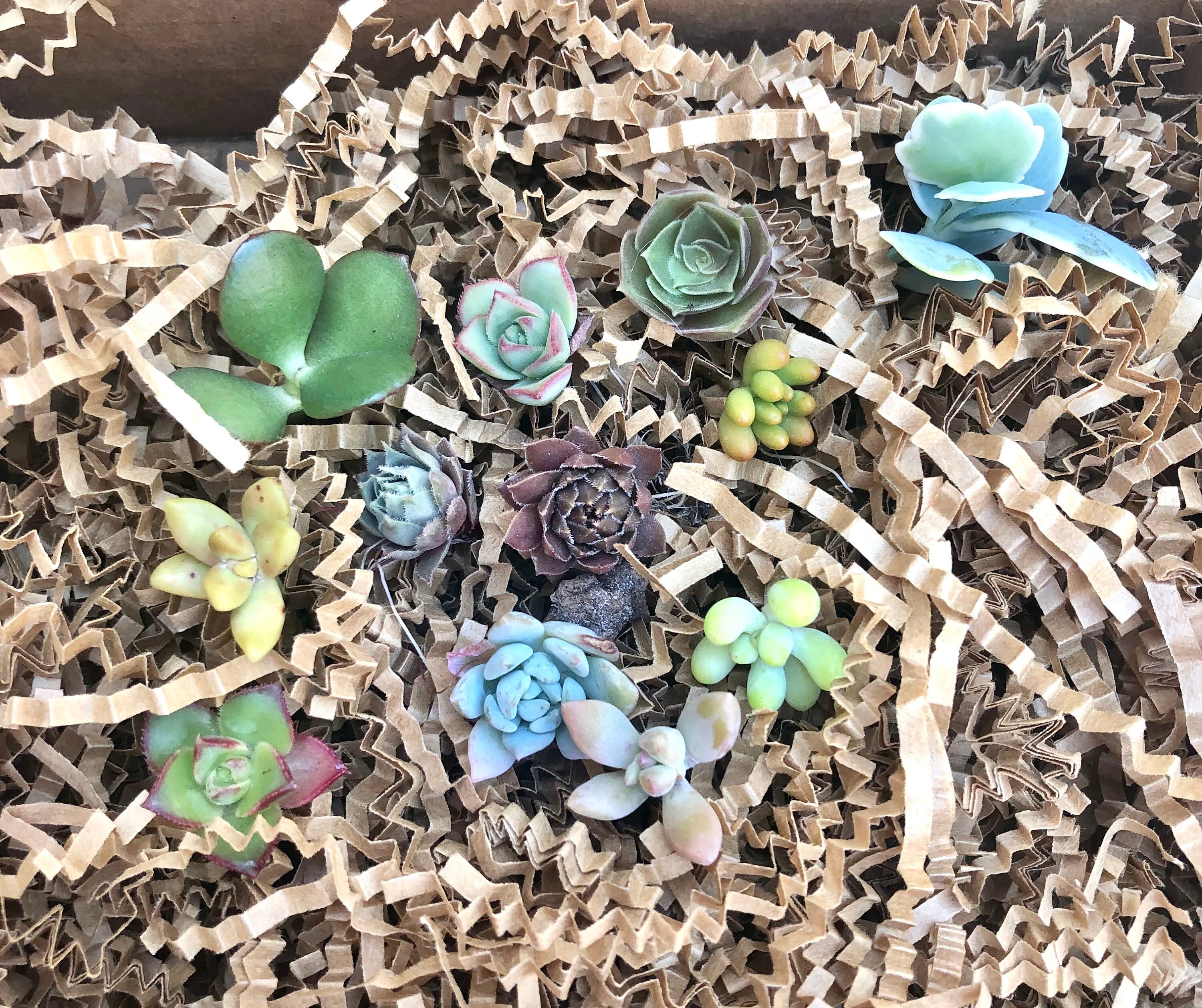 Baby Succulents Micro Succulents Succulent Cuttings Mini | Etsy