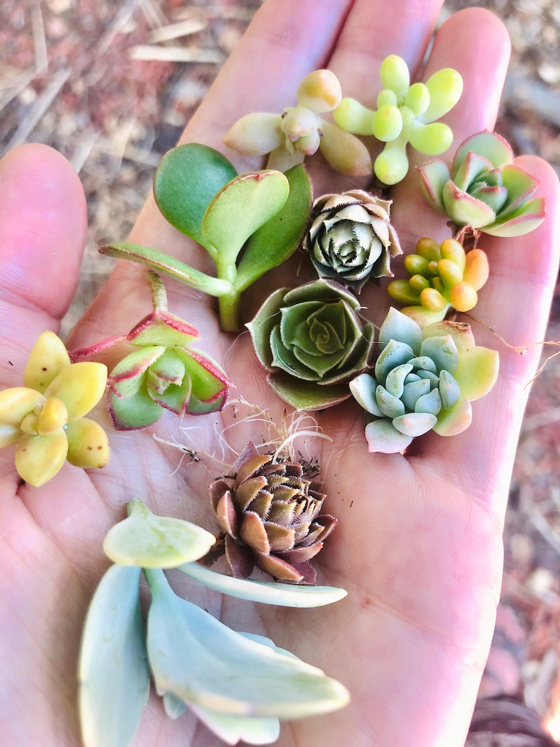 Baby Succulents, Micro Succulents, Succulent Cuttings, Mini Succulents ...