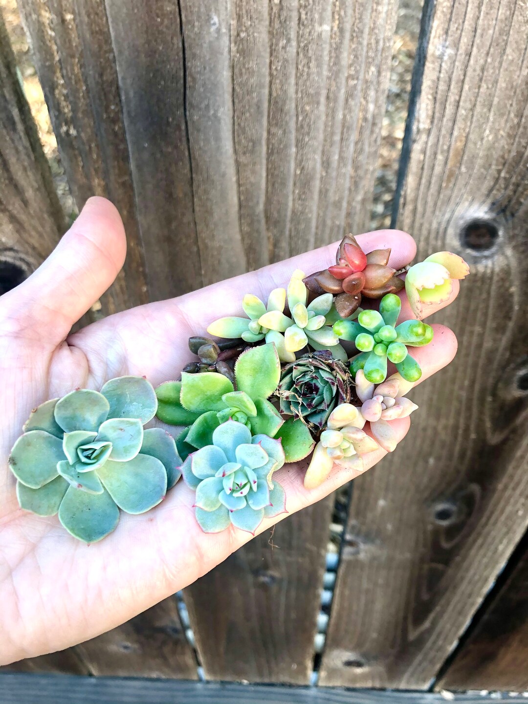 Succulent Cuttings, Mini Succulents, Micro Succulent Clippings, Baby ...