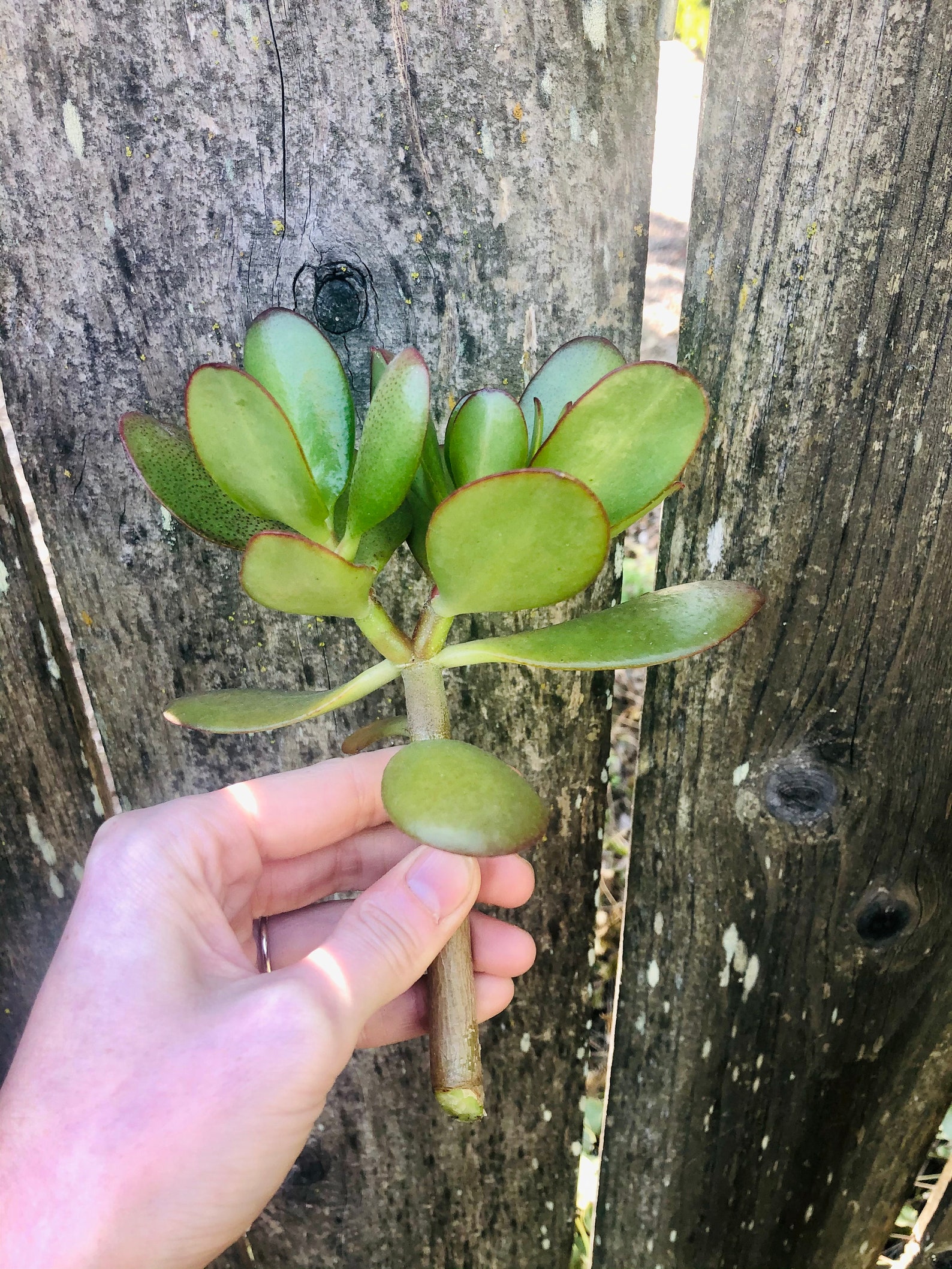 Jade Cutting, Succulent, Jade Succulent, Jade Plant, Money Plant, Lucky ...