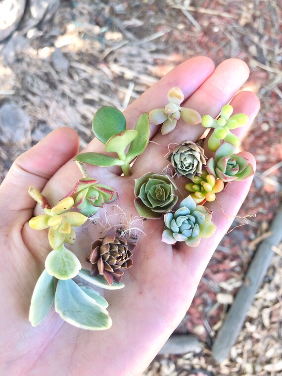 Baby Succulents Micro Succulents Succulent Cuttings Mini - Etsy