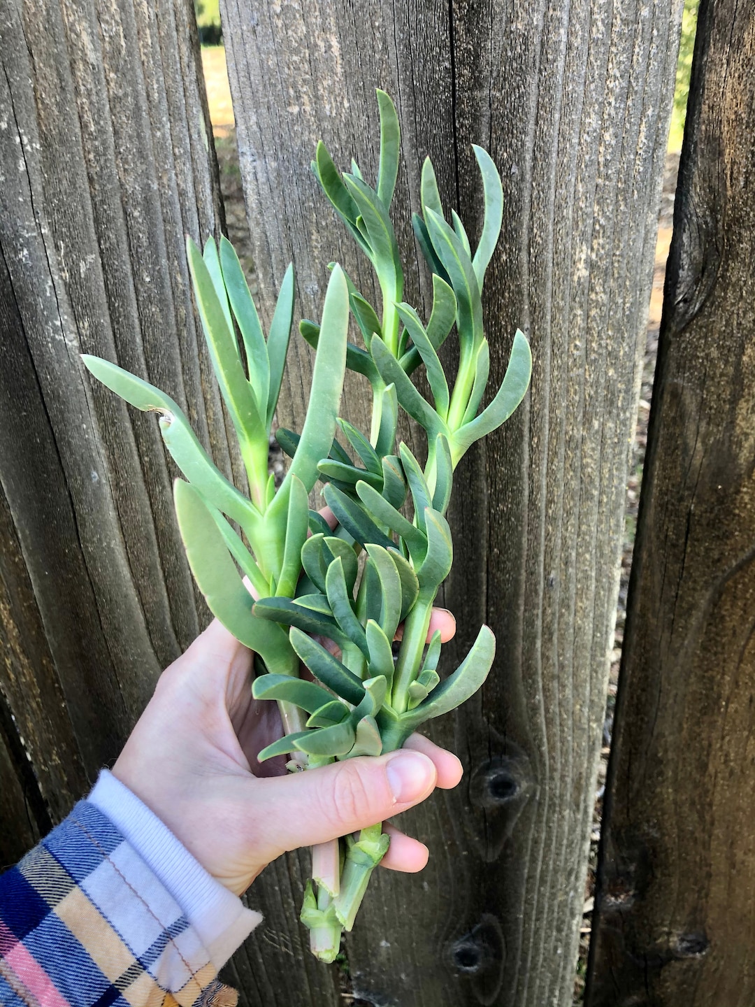 Ice Plant Succulent Flower, Succulent Ground Cover, Pink Ice Plant ...