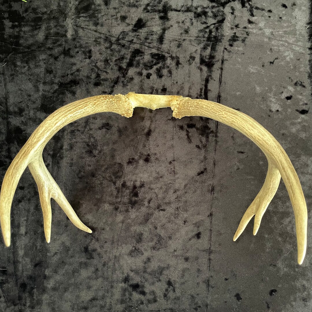 Six Point Deer Antler Intact - Etsy