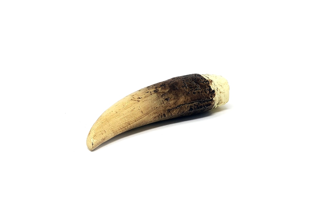 Large Crocodile Tooth From Lake Placid - Horror Prop Replica - Etsy