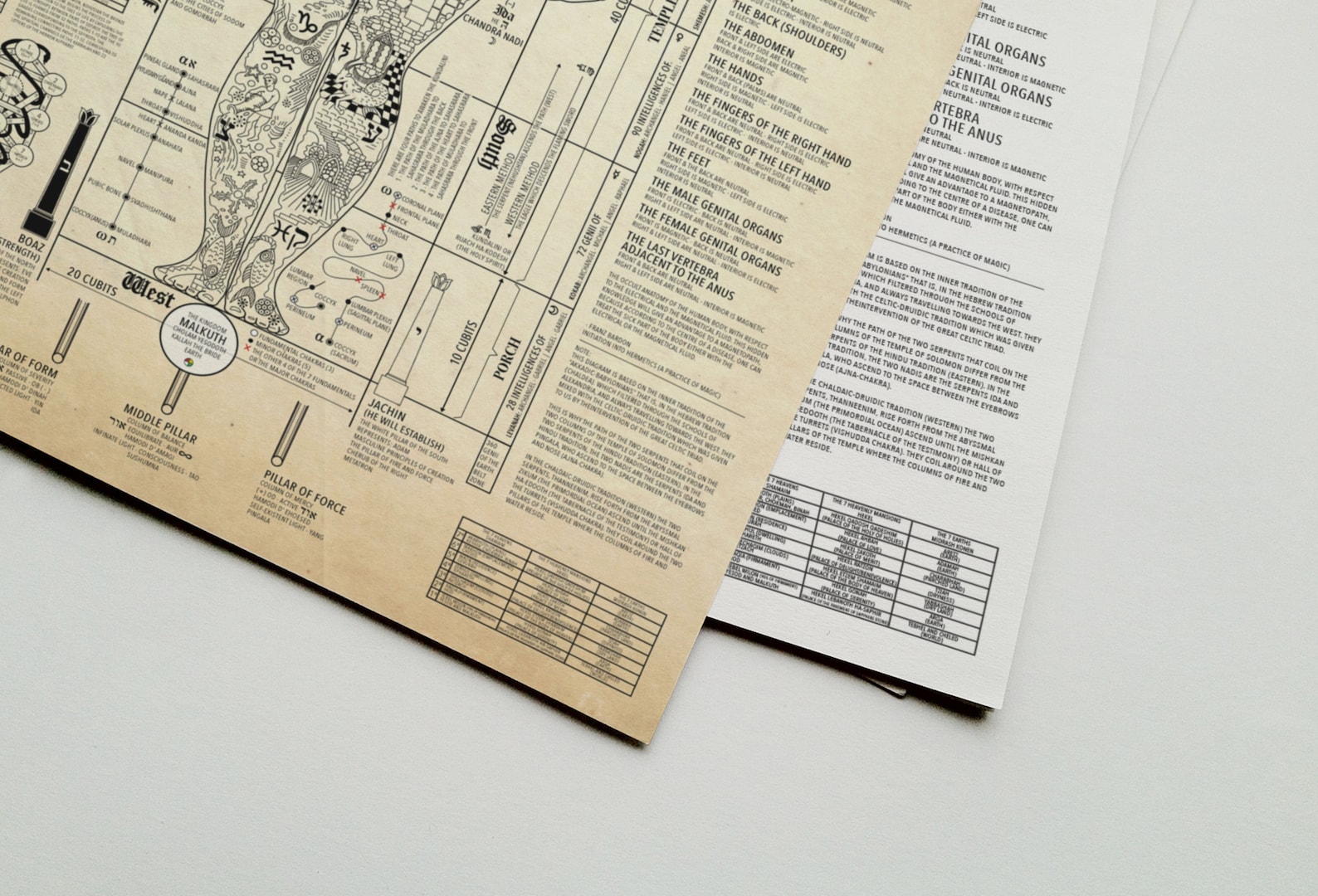 Occult Anatomy 2020 - Large Occult Poster (24x36), Occult Illustration ...