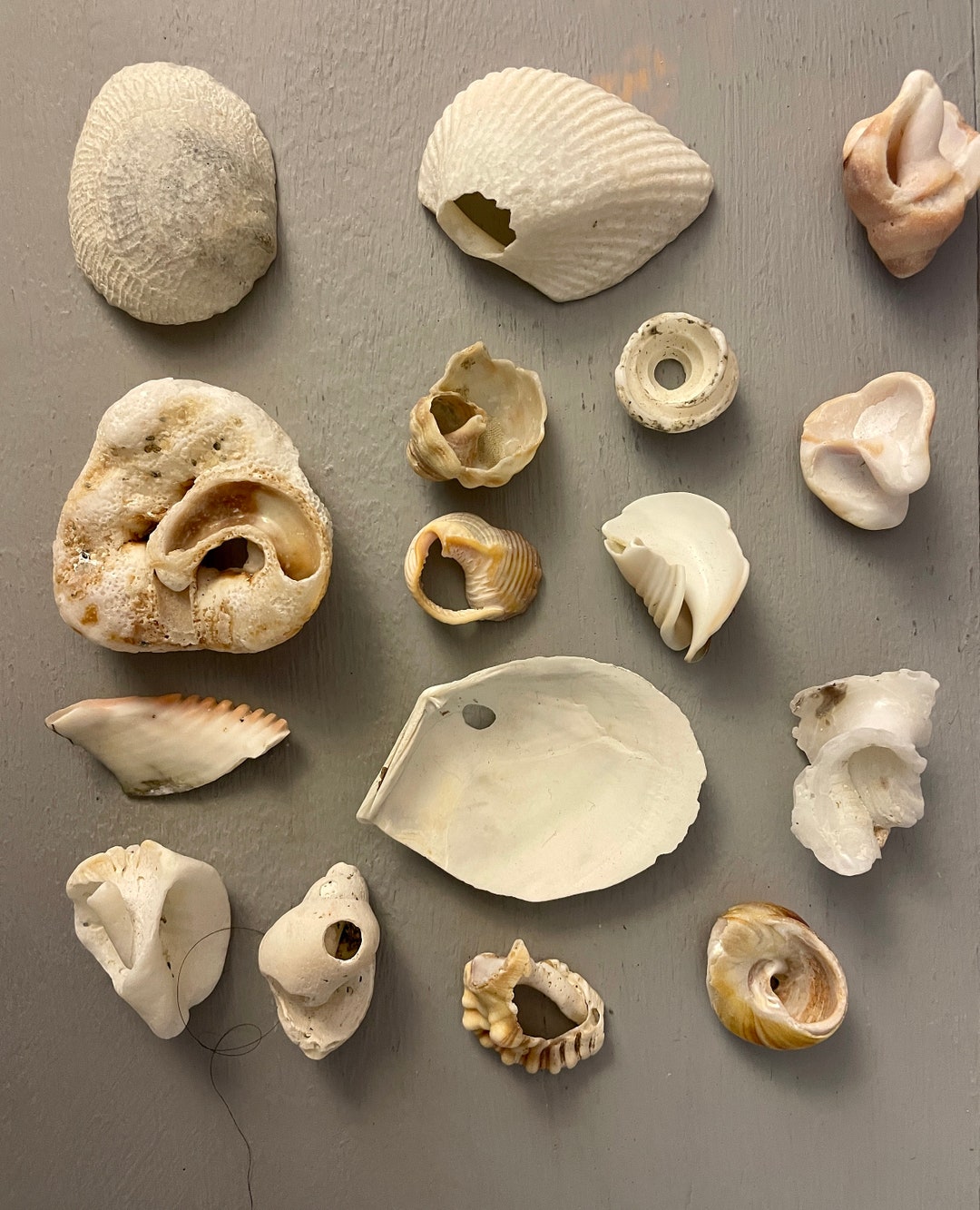 Antique Sea Shell Beach Comber Collection 32 Pieces Vintage - Etsy