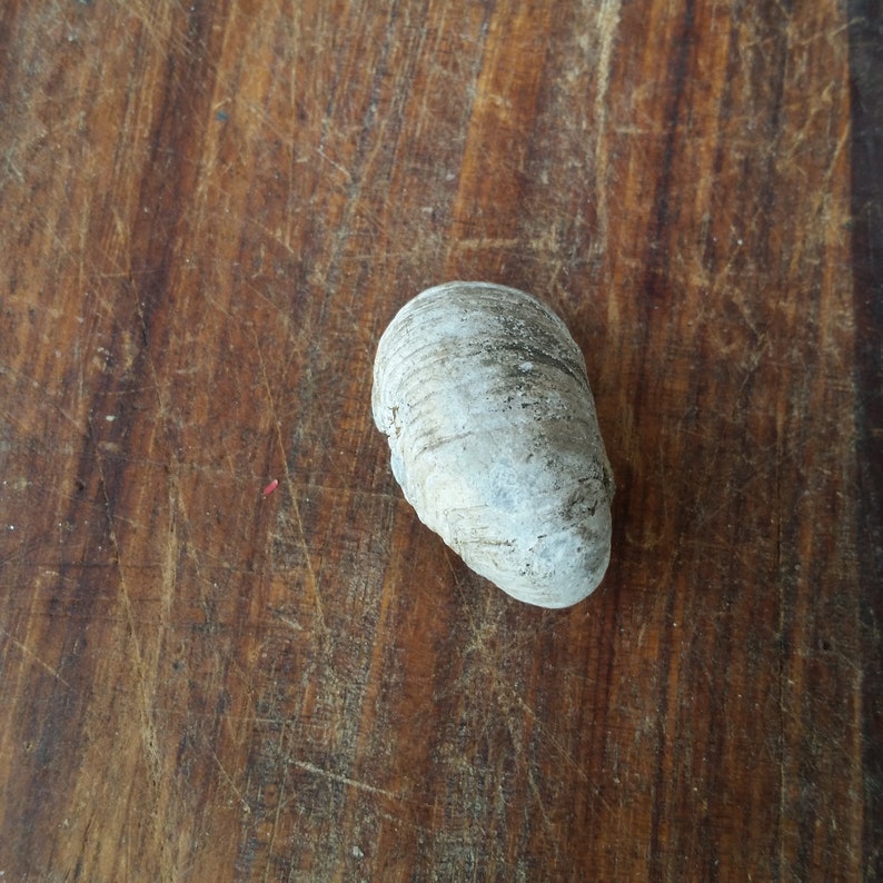 Ancient FRENCH VINEYARD FOSSIL of Devils Toenail or Gryphaea, an Oyster ...
