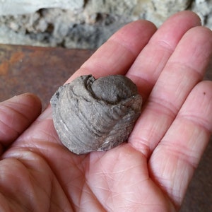 Jurassic DEVILS TOENAIL FOSSIL From Ancient Bourgogne, France Seabed ...