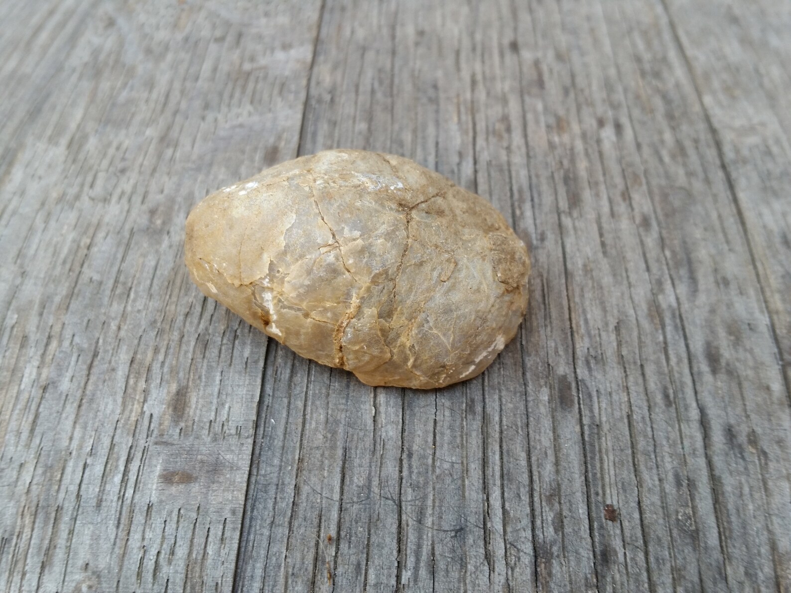 Ancient OYSTER SHELL FOSSIL From Jurassic Seabed of Bourgogne Vineyards ...