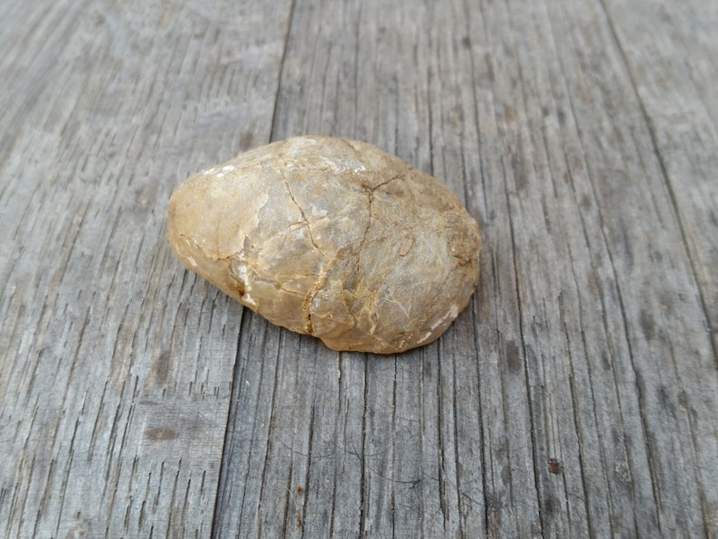 Ancient OYSTER SHELL FOSSIL From Jurassic Seabed of Bourgogne - Etsy
