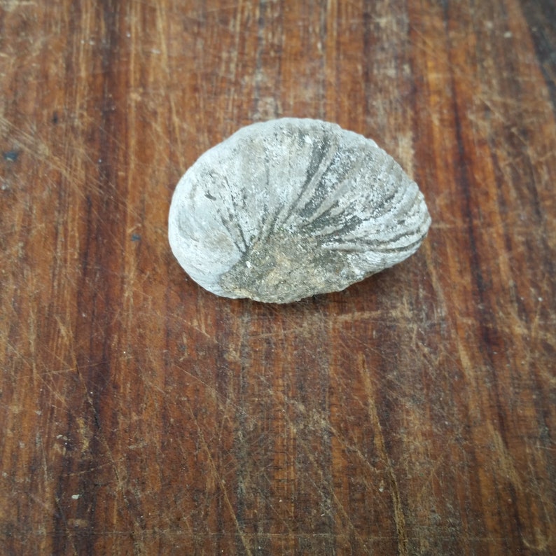 Ancient FRENCH VINEYARD FOSSIL of Devils Toenail or Gryphaea, an Oyster ...