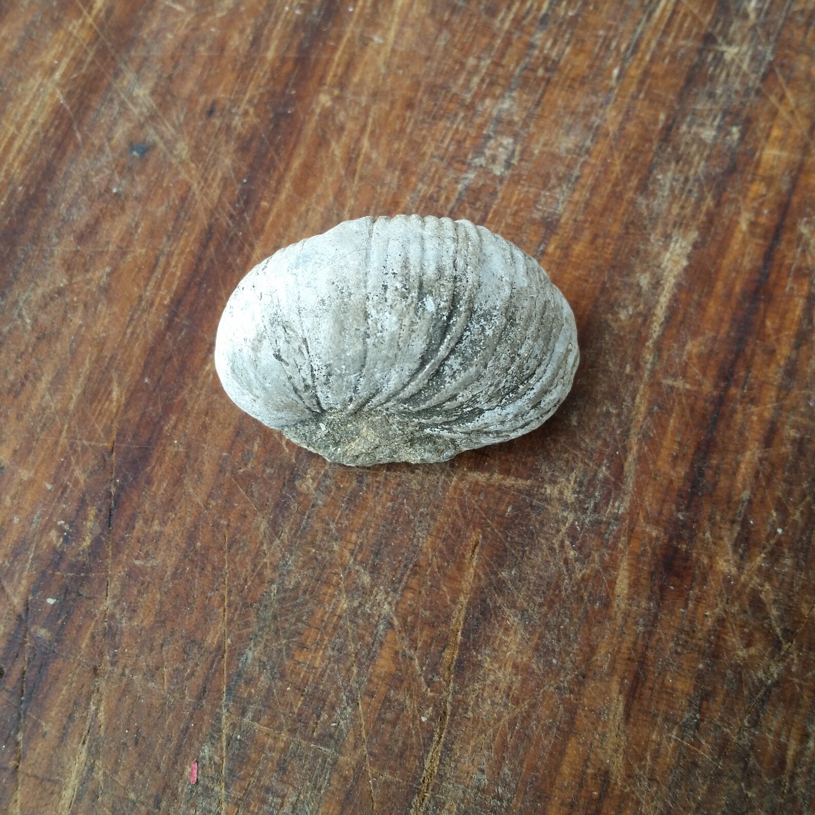 Ancient FRENCH VINEYARD FOSSIL of Devils Toenail or Gryphaea, an Oyster ...