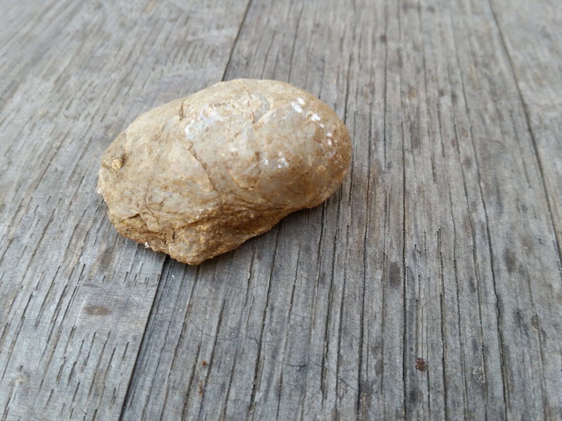 Ancient OYSTER SHELL FOSSIL From Jurassic Seabed of Bourgogne Vineyards ...