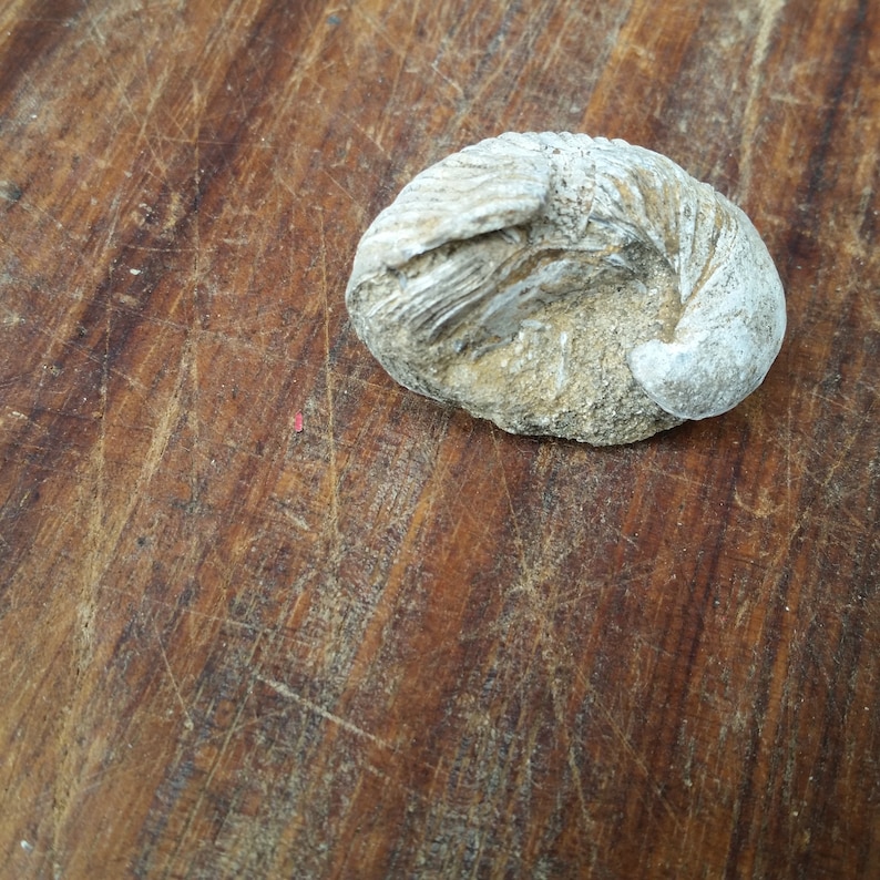 Ancient FRENCH VINEYARD FOSSIL of Devils Toenail or Gryphaea, an Oyster ...