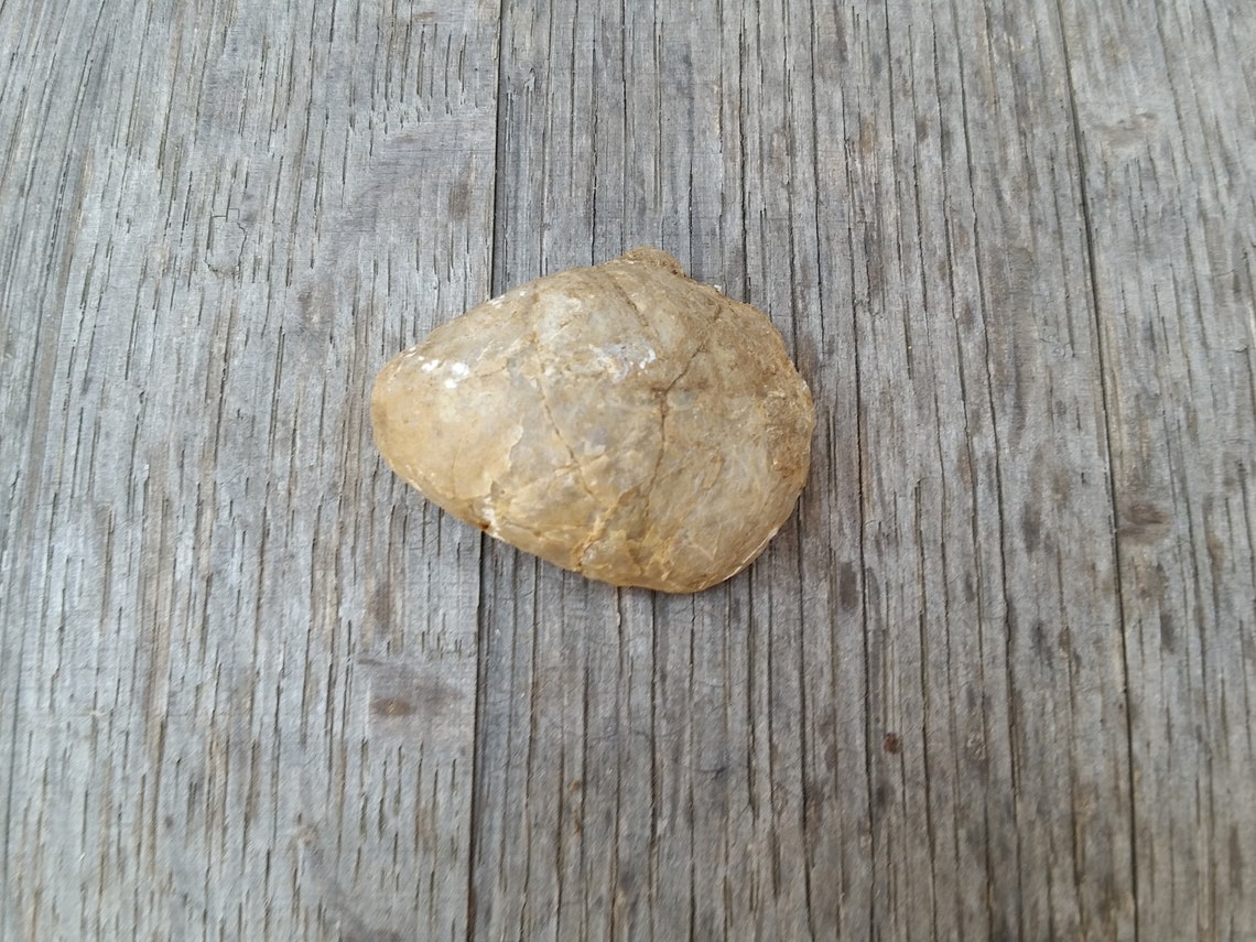 Ancient OYSTER SHELL FOSSIL From Jurassic Seabed of Bourgogne Vineyards ...