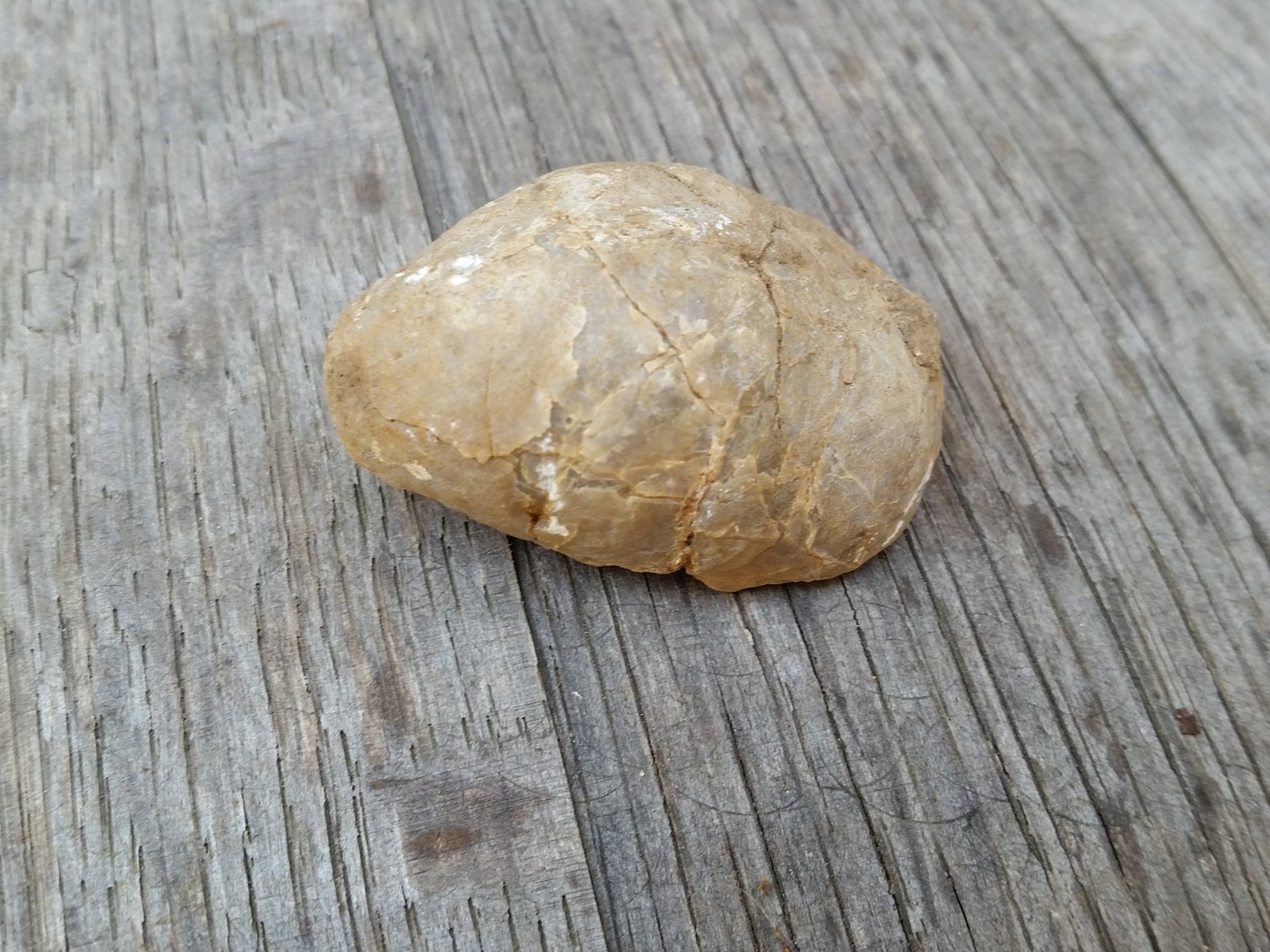Ancient OYSTER SHELL FOSSIL From Jurassic Seabed of Bourgogne Vineyards ...