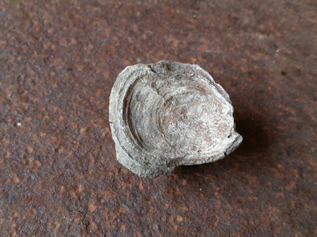 Jurassic DEVILS TOENAIL FOSSIL From Ancient Bourgogne, France Seabed ...
