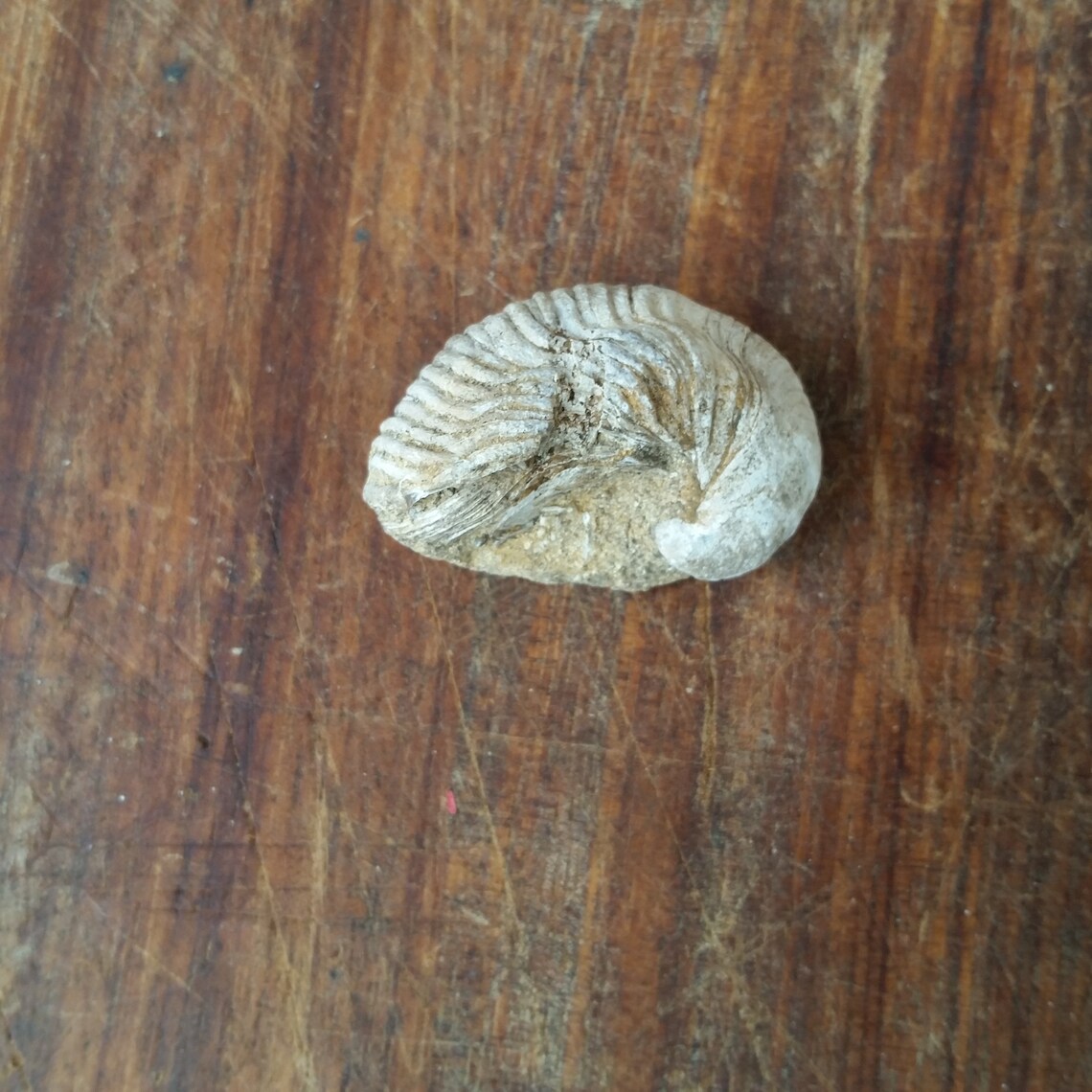 Ancient FRENCH VINEYARD FOSSIL of Devils Toenail or Gryphaea, an Oyster ...