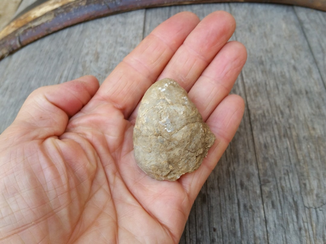 Ancient OYSTER SHELL FOSSIL From Jurassic Seabed of Bourgogne Vineyards ...