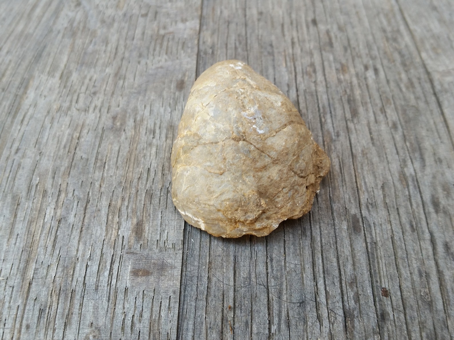 Ancient OYSTER SHELL FOSSIL From Jurassic Seabed of Bourgogne Vineyards ...