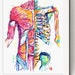 Muscular Anatomy Art, Anatomical Watercolor Painting, Anatomy Art ...