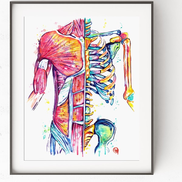 Anatomy Art - Etsy