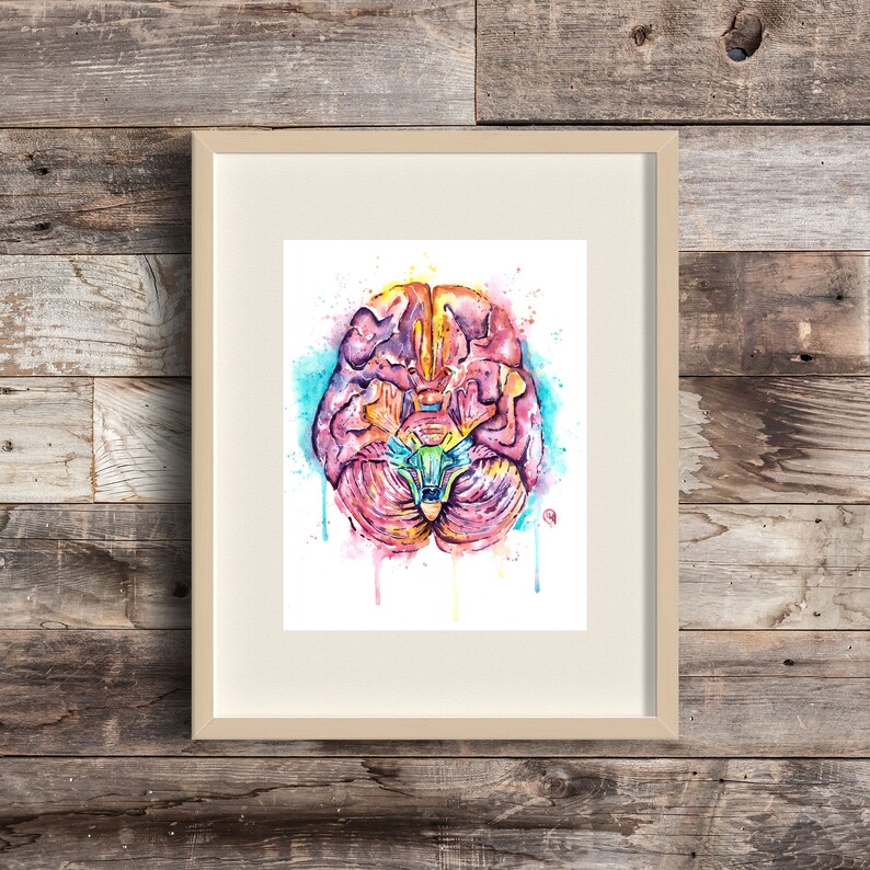 Brain Art Anatomy Art Brain Print Prints Brain Human - Etsy