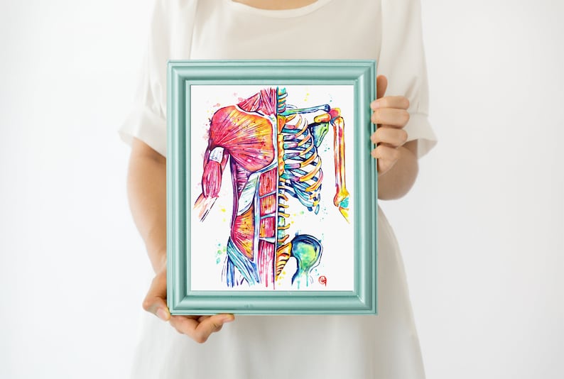 Muscular Anatomy Art, Anatomical Watercolor Painting, Anatomy Art ...