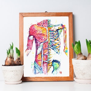 Muscular Anatomy Art, Anatomical Watercolor Painting, Anatomy Art ...