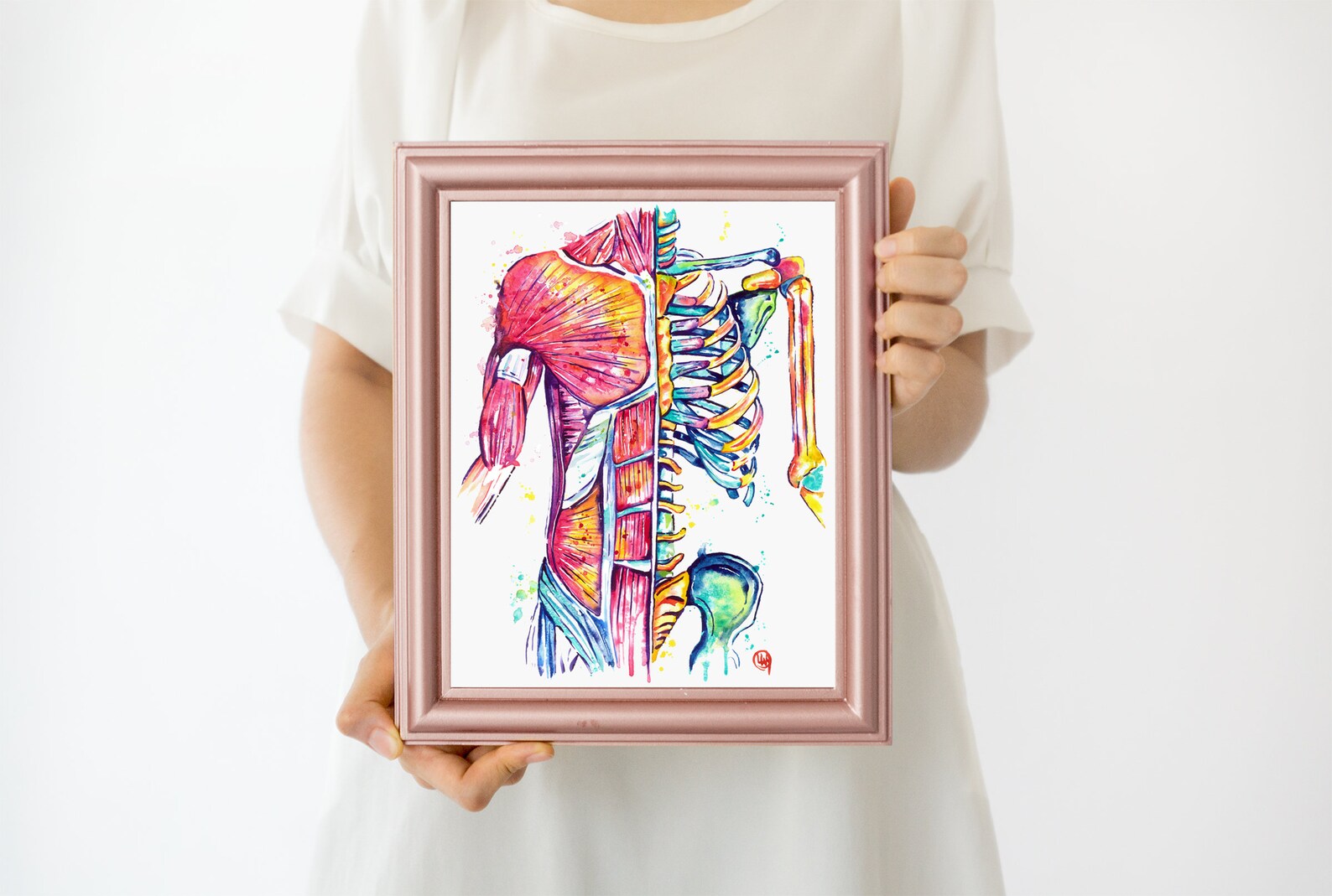 Muscular Anatomy Art, Anatomical Watercolor Painting, Anatomy Art ...