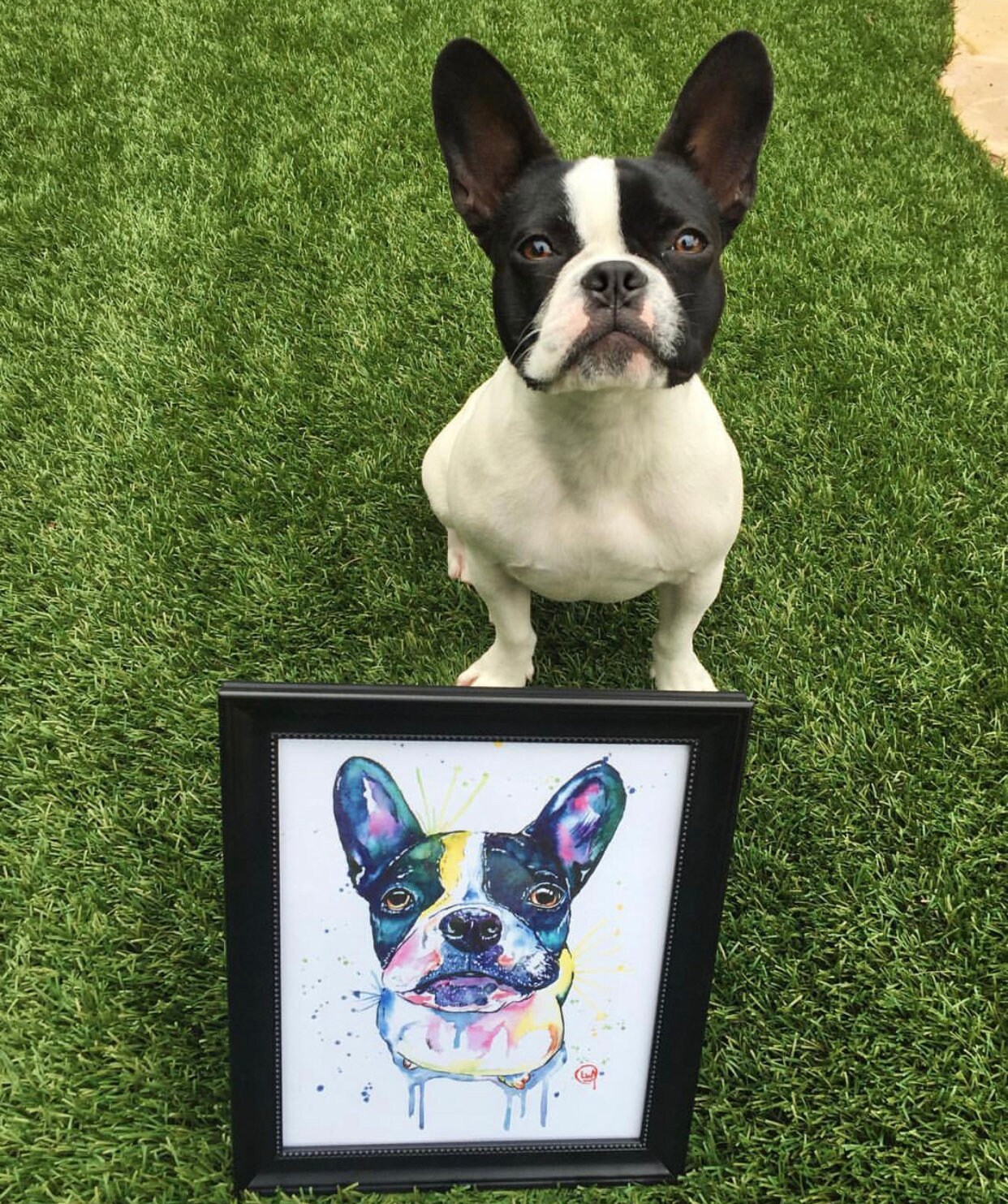 French Bulldog Print French Bulldog Gifts Frenchie Dog Art | Etsy