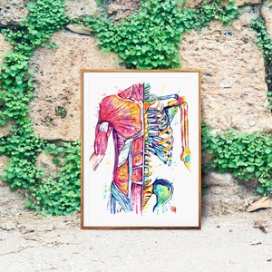Muscular Anatomy Art, Anatomical Watercolor Painting, Anatomy Art ...