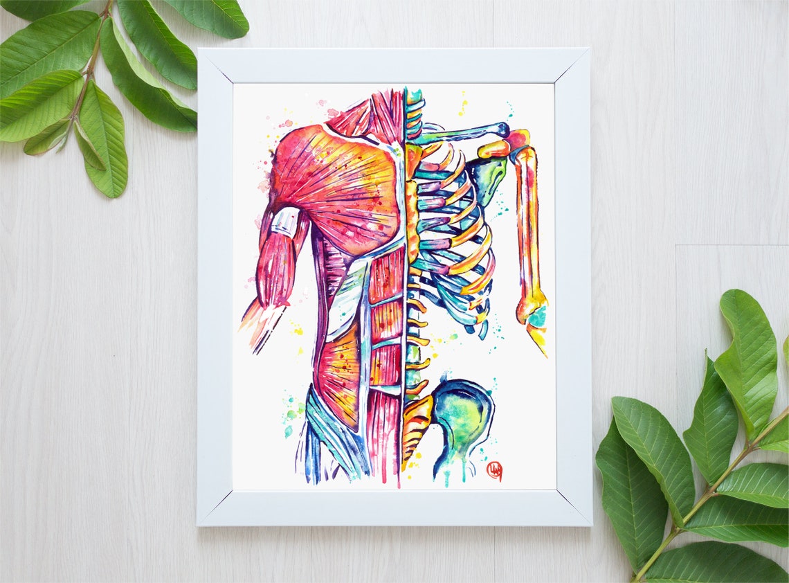 Muscular Anatomy Art, Anatomical Watercolor Painting, Anatomy Art ...