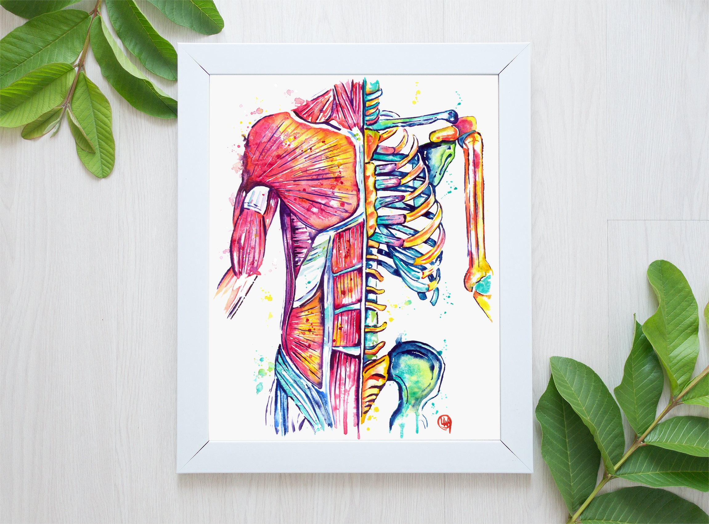 Muscular Anatomy Art, Anatomical Watercolor Painting, Anatomy Art ...