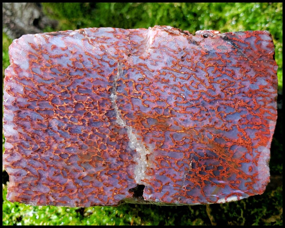 Raw Utah Dinosaur Bone Specimen. Stunning Cell Structure With Blood Red ...