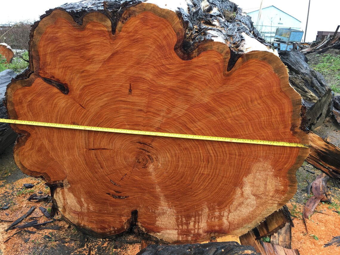 Cypress Cookie Cut 48 To 50 X42 To 45 X4 Etsy cypress-cookie-cut-48-to-50-x42-to-45-x4-etsy