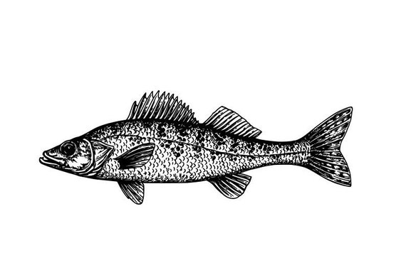 Walleye SVG | Etsy