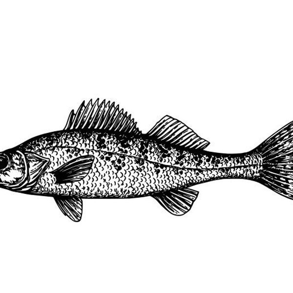 Walleye Fish Svg,walleye Fish Cut Files,walleye Fish Cricut,walleye ...