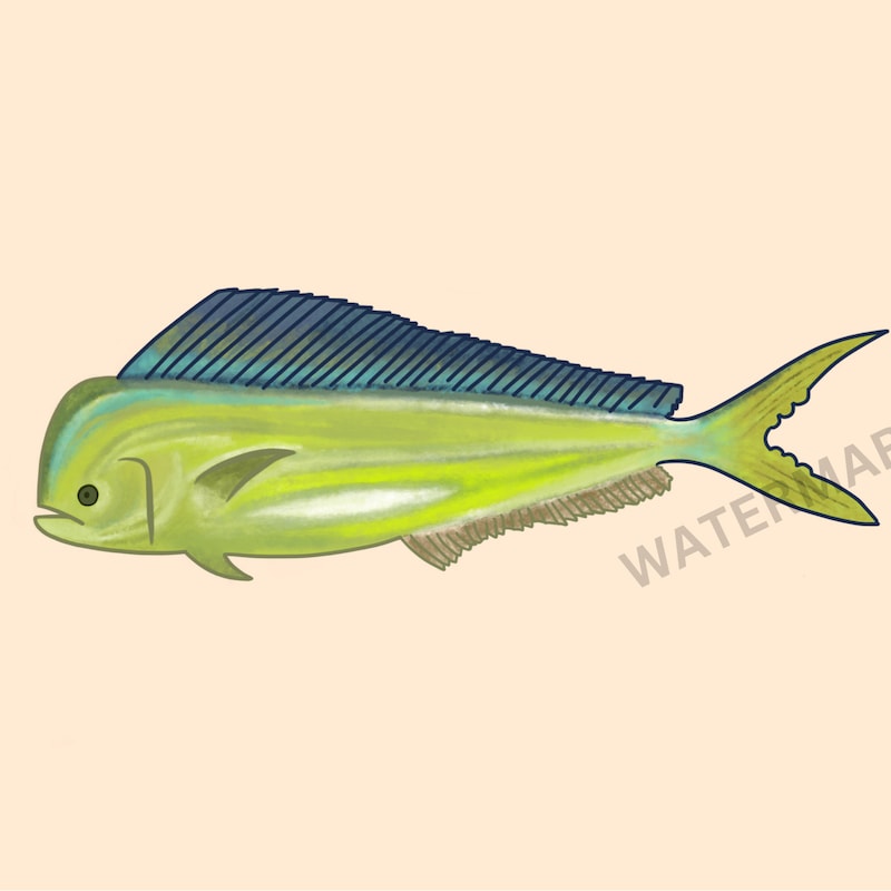 Mahi Mahi Drawing - Etsy