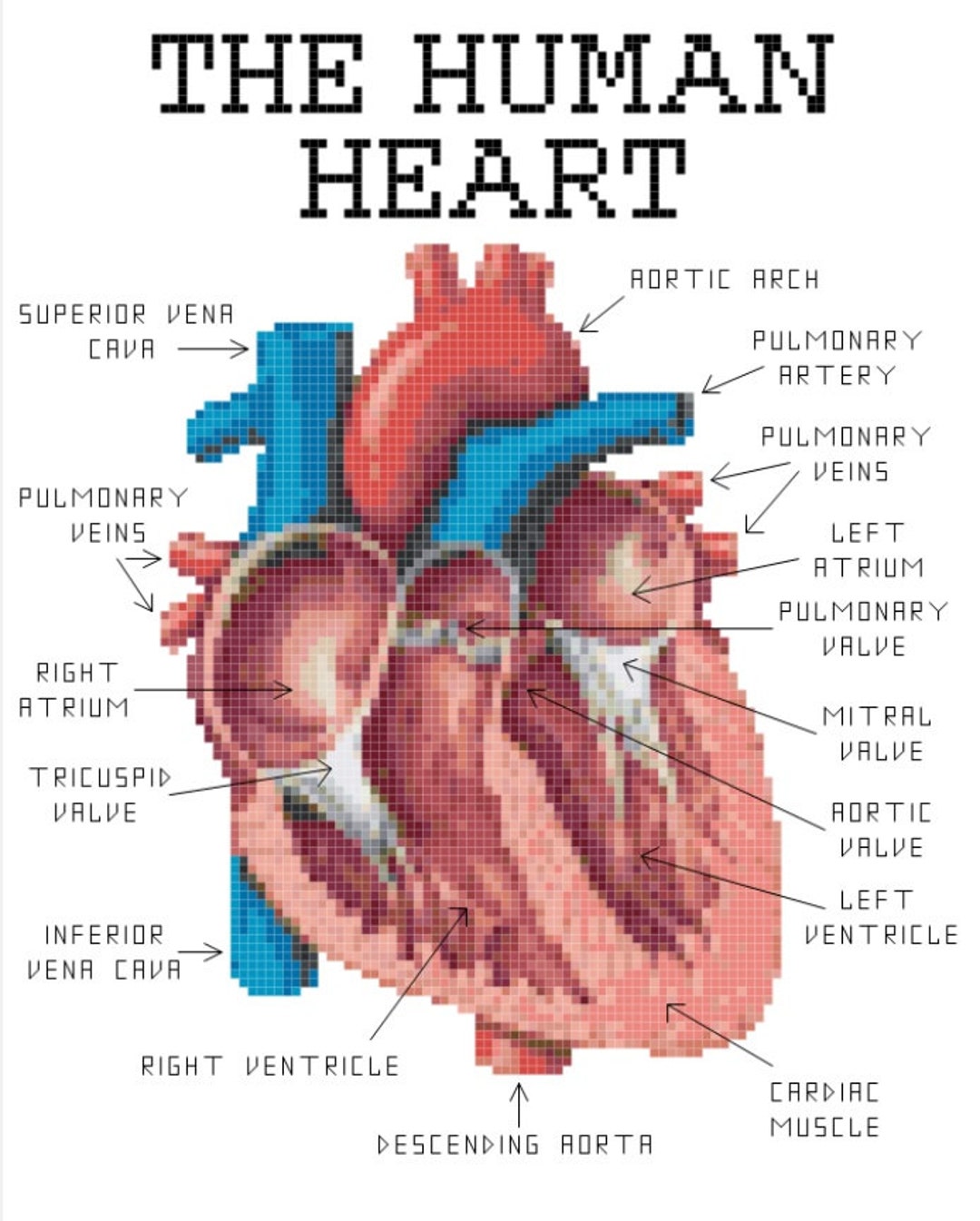 Real Human Heart Diagram Labeled