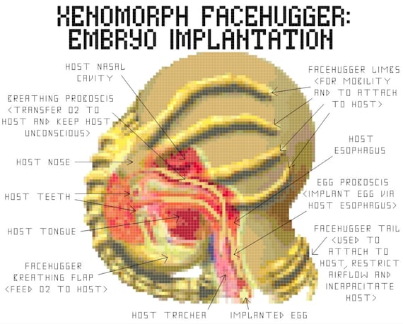 Anatomía Del Facehugger