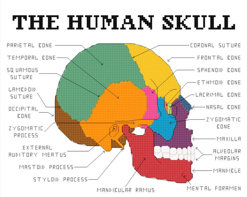 Human Skull Anatomy Cross Stitch PATTERN - Etsy